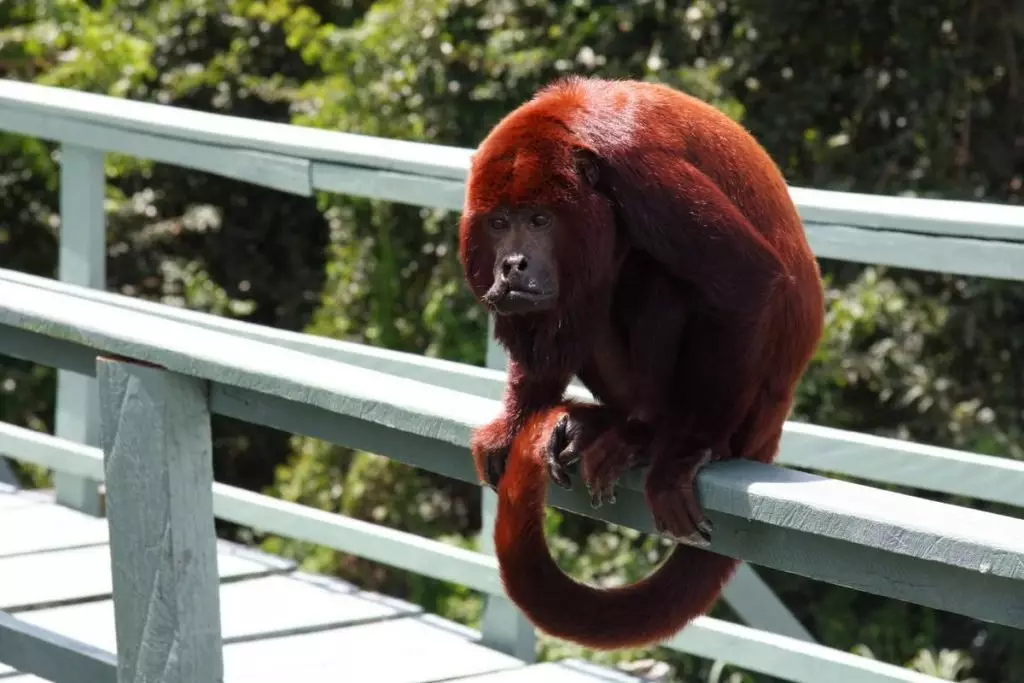 Ummemezeli waseAmazon (Alouatta nigerrima).