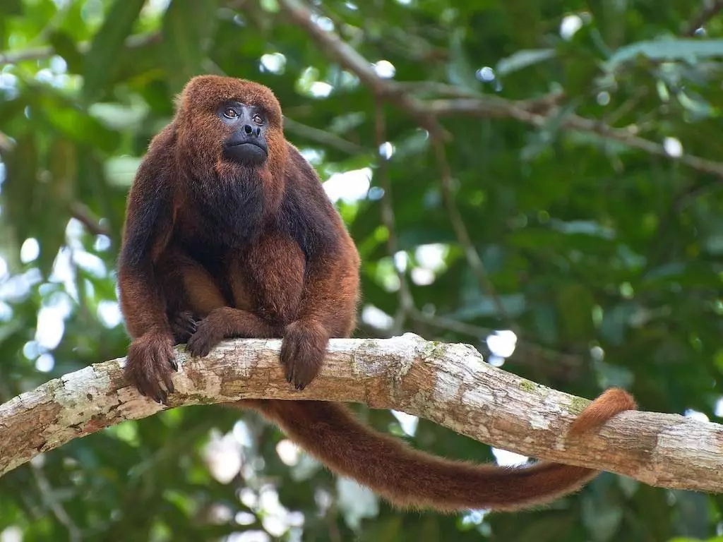 Eine sehr seltene Affenart, die nur in den peruanischen Anden vorkommt.