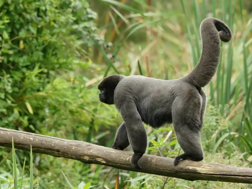 Auf der Erde laufen Humboldt-Affen auf allen Vieren, obwohl sie auf den Hinterbeinen laufen können.