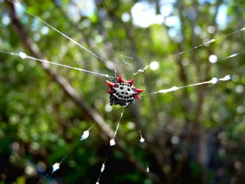 Piikkipallo-hämähäkki (Gasteracantha cancriformis)