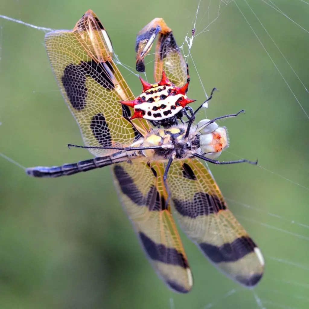 Piikkipallo-hämähäkki (Gasteracantha cancriformis)