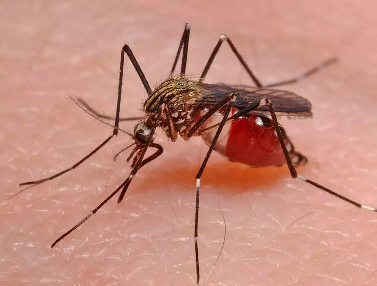 רק יתושים נקבות ניזונים מדם, שכן החלבון שלו חיוני לגידול צאצאים.