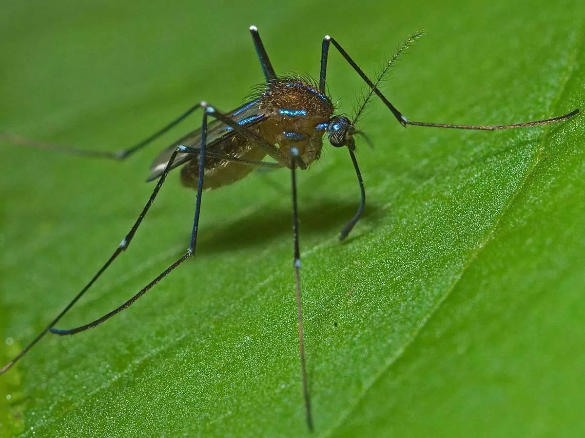 Nu toate tipurile de țânțari sunt nenorociți.