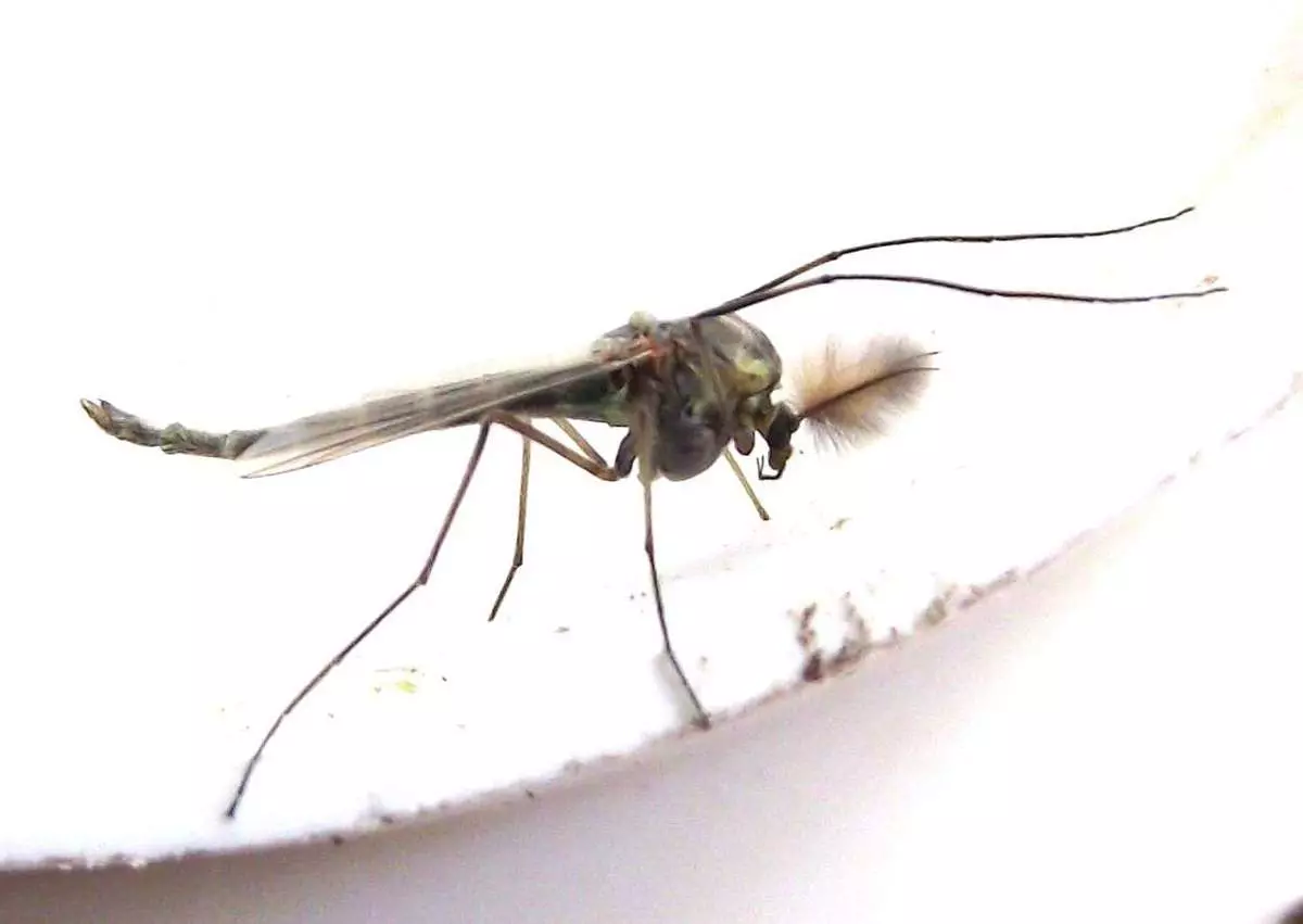 Die lui muskiet het sy naam gekry vanweë sy kenmerkende klank, wat verkry word deurdat dit tot 1000 keer per sekonde met sy vlerke klap.