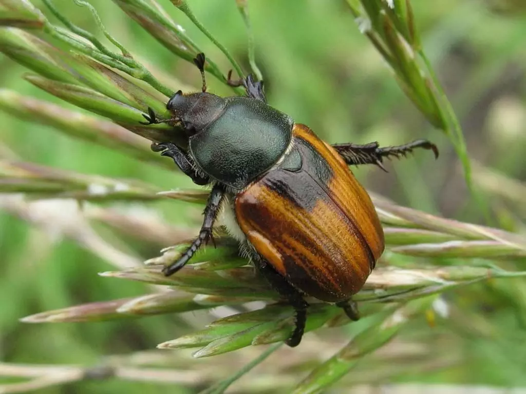 Escaravello do pan (Anisoplia austriaca).