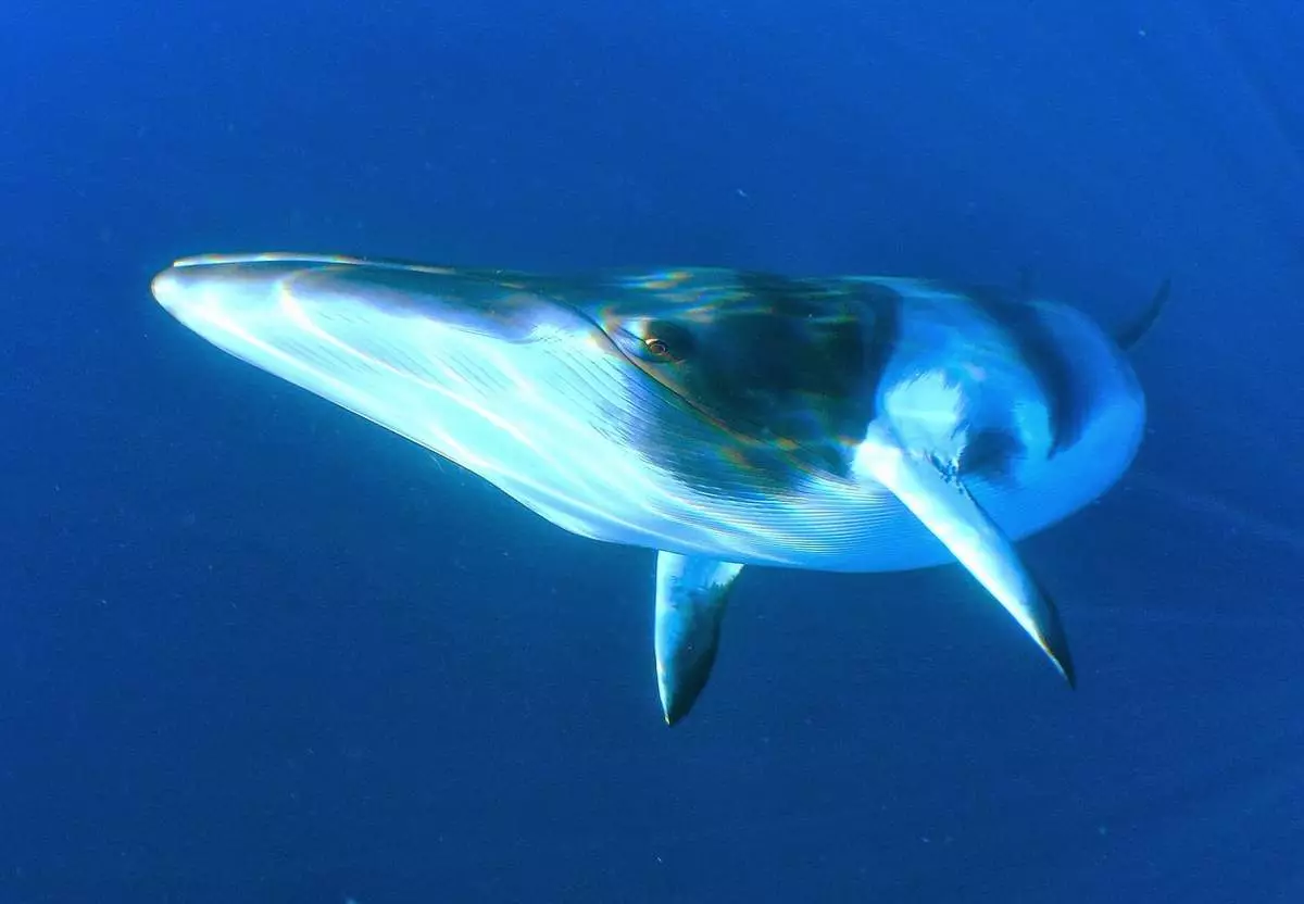 Veľryba severná - veľryba s krásnym menom