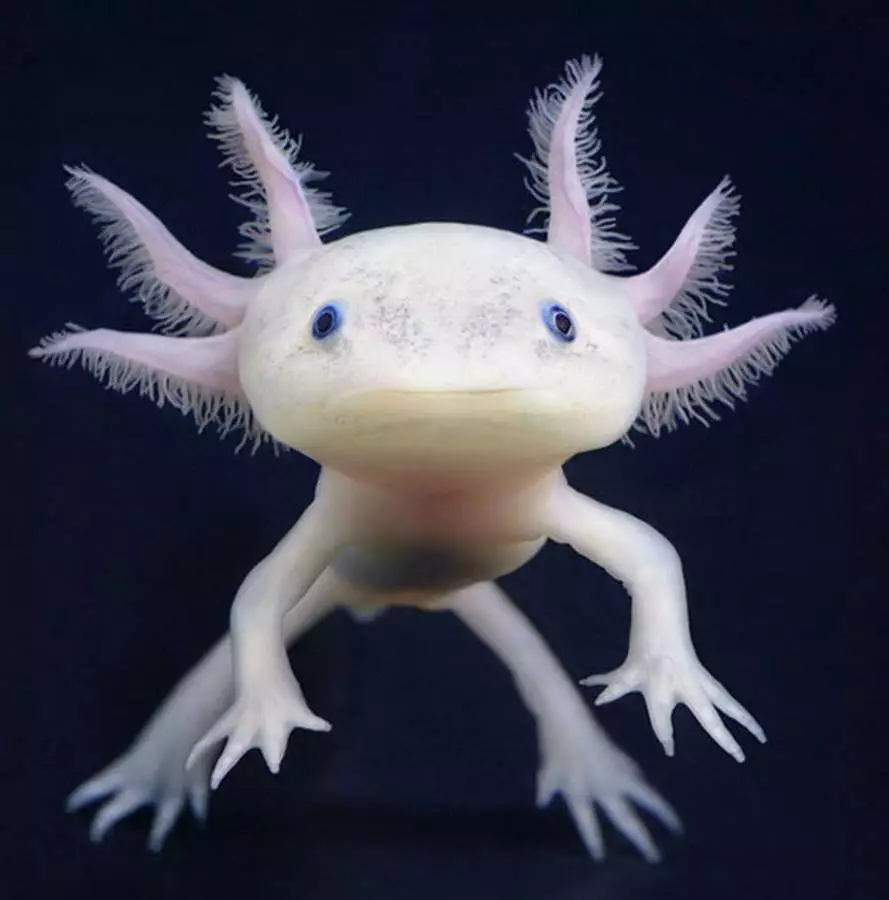 Axolotl er en neotenisk larve av et amfibisk ambistom.