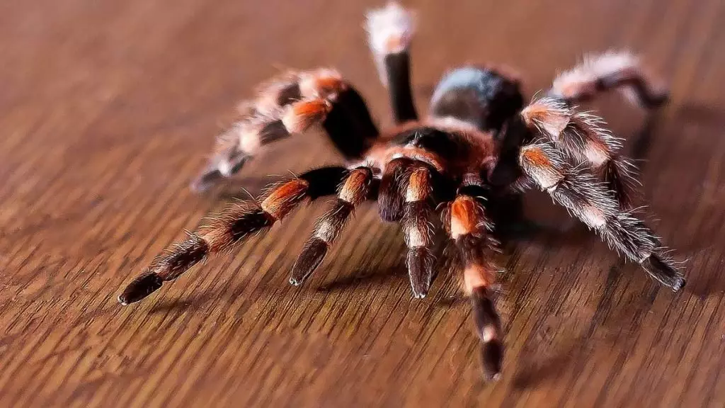 Tarantula (Latin Lycosa).