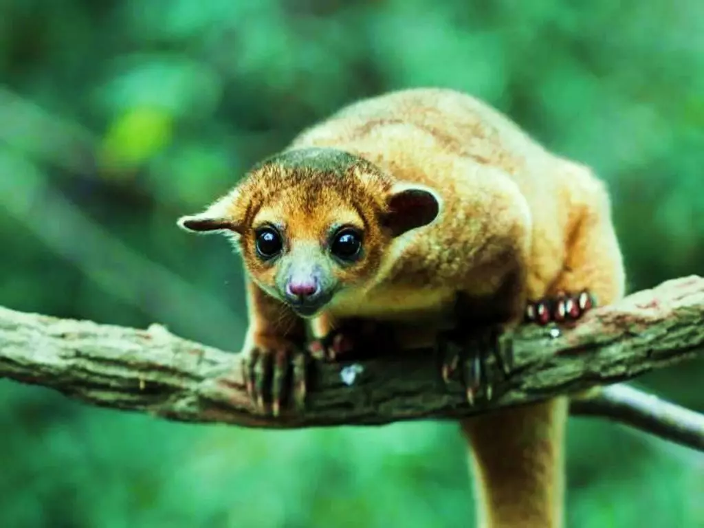 Kinkajou (Potos flavus) ndi nyamakazi yodya nyama kuchokera kubanja la raccoon.