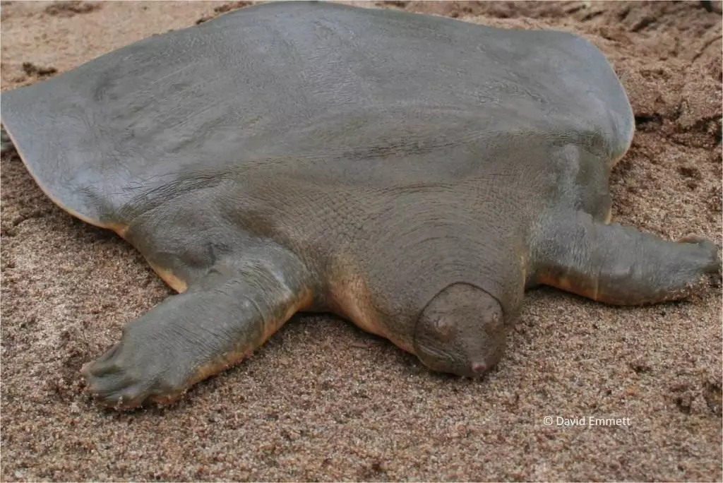 10. Żółw Svayno o miękkim ciele. Te wyjątkowe gady przetrwają tylko dzięki trzymaniu w niewoli. W sumie w świecie tych żółwi pozostały 4 osobniki!
