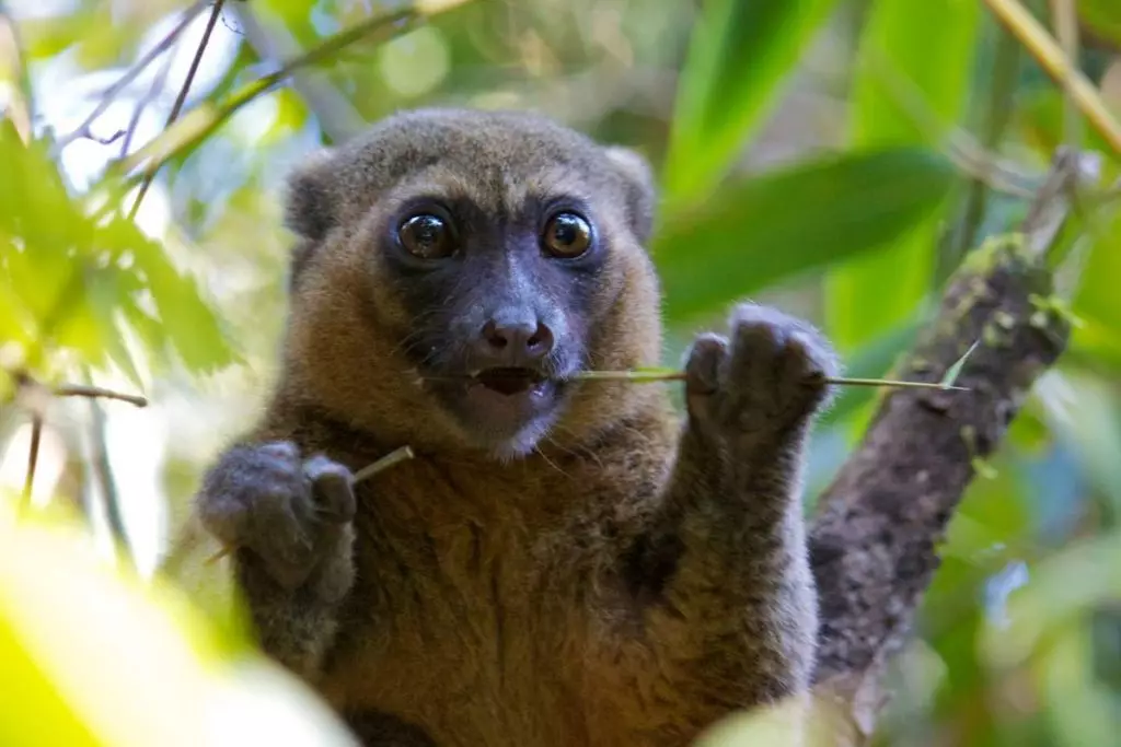 11. Lemur široký. V blízké budoucnosti lidé vytlačí tyto primáty ze svých původních stanovišť a pak lemurové s širokým nosem nebudou mít absolutně kde žít a reprodukovat ... k čemu to povede, je každému jasné, ale žízeň po zisku z lesnictví a průmyslová výroba od lidí, jak vidíte, mnohem silnější než péče o přírodu!
