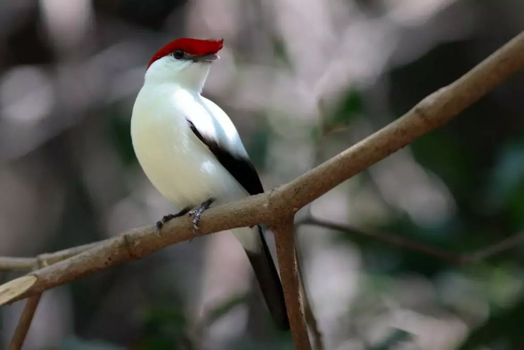 18. manakin-araripe کلاه دار. تخریب زیستگاه طبیعی این پرنده برزیلی را به یکی از نادرترین پرندگان جهان تبدیل کرده است. امروزه جمعیت تنها 779 نفر است.