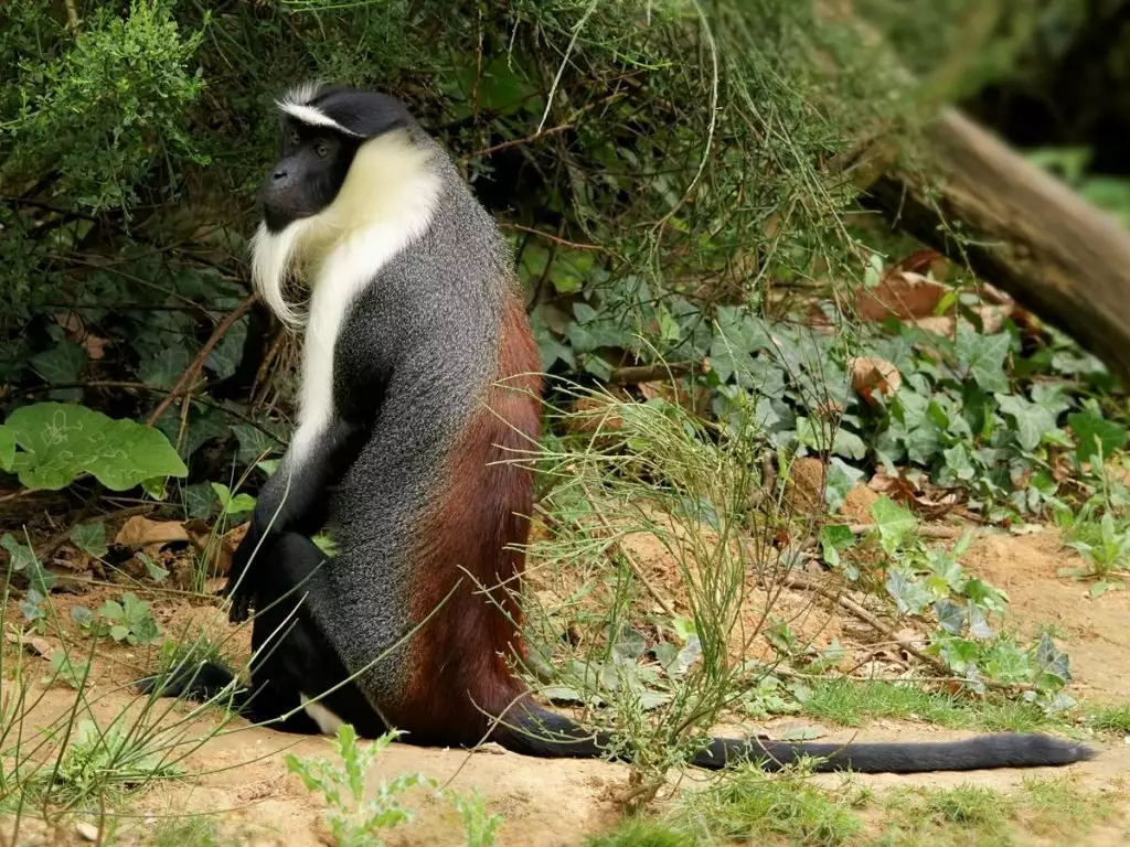 19. Ritošais pērtiķis. Šo primātu nekontrolēta medīšana ir padarījusi tos par apdraudētu sugu.