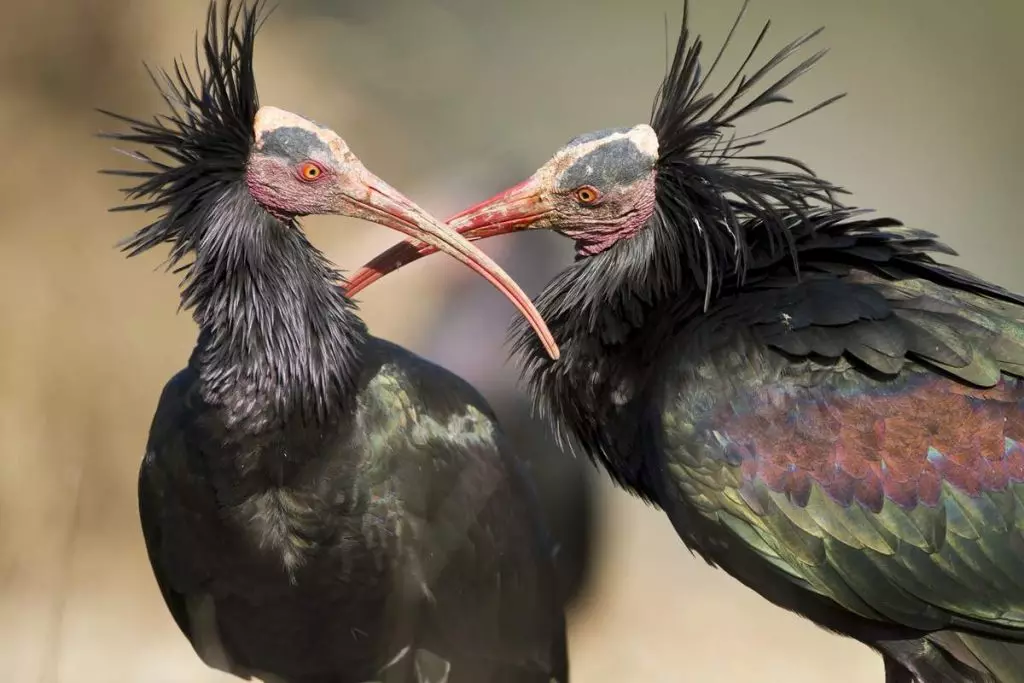 21. Meža ibis. Reiz šie neparastie putni dzīvoja Marokā, Turcijā un Sīrijā. Mūsdienās pasaulē paliek tikai 200 šīs sugas putnu.