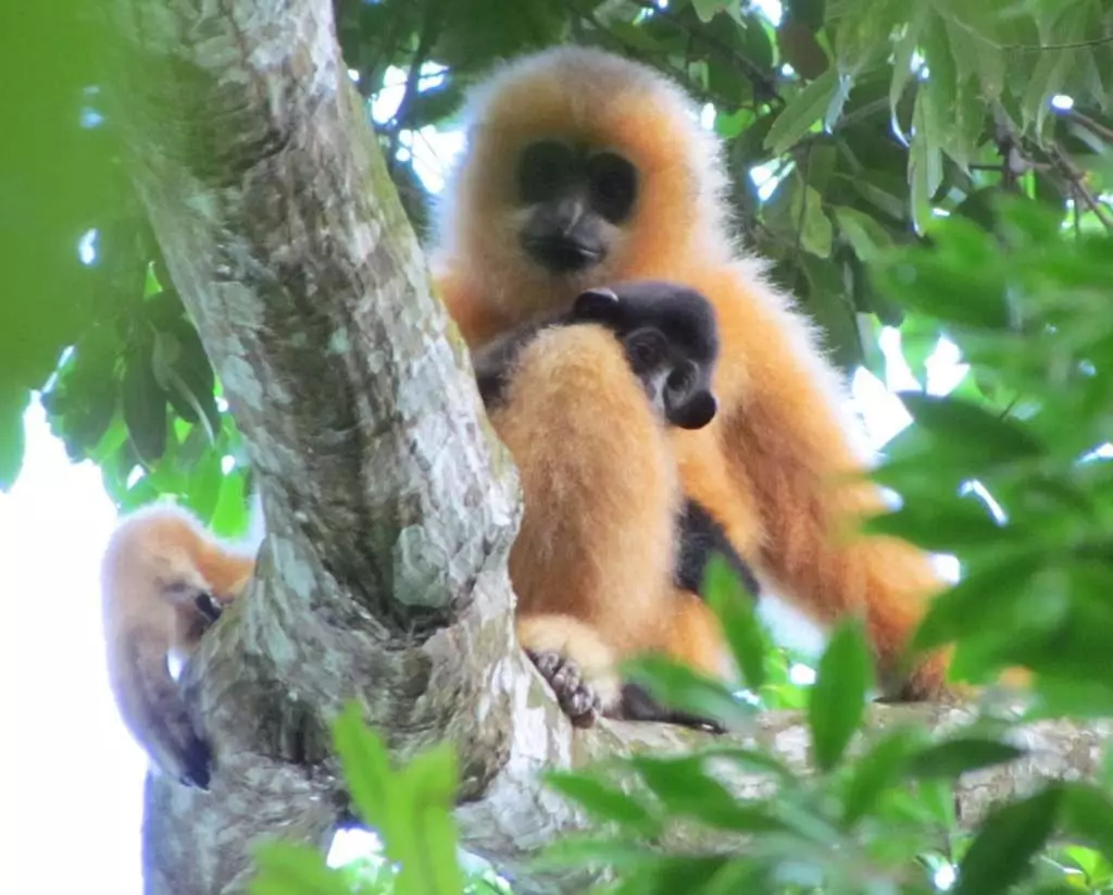 22. Gibon chocholatý Hainan. Dnes jich zbylo jen 23. Tato vzácná opice žije na ostrově Hainan.