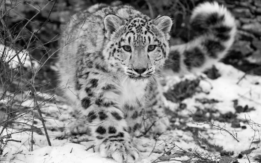 24. Irbis nebo sněžný leopard. Každý ví o kráse, síle a vzácnosti tohoto zvířete. Sněžní leopardi jen zřídka narazí na čočky fotopastí a téměř nikdy se nesetkají tváří v tvář s osobou.