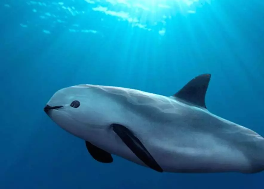 25. آبله ماهی کالیفرنیا. این نادرترین و کوچکترین دلفین جهان است. فقط 200 عدد از آنها باقی مانده است.