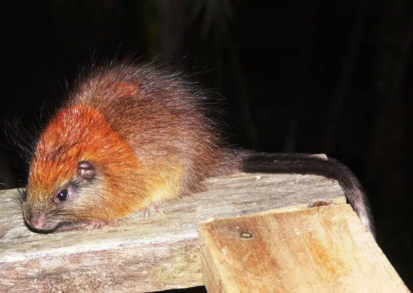 4. Hamster bertelinga besar jambul merah. Setelah dihuni oleh hutan Kolombia, ia punah pada tahun 1989 hingga muncul kembali baru-baru ini.