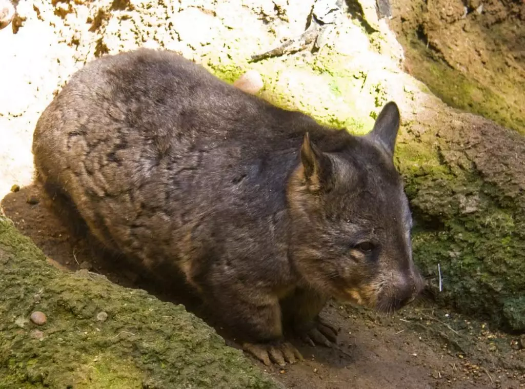 5. Północny wombat włochaty. Na naszej planecie pozostało nie więcej niż 100 tych zwierząt, dziś wszystkie żyją w jednym z parków narodowych Australii.