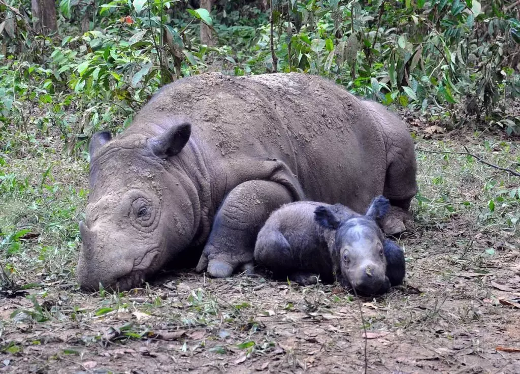 7. Sumatran rhino. N'ihi eziokwu na mpi anụ ndị a bụ ndị na -achụ nta anụ, ọnụ ọgụgụ nke rhinos Sumatran na -agbada n'ike n'ike.