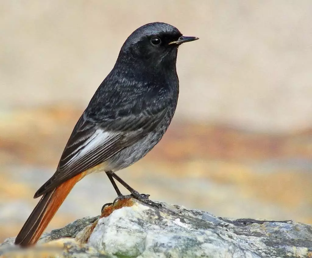 Black Redstart (Phoenicurus ochruros).