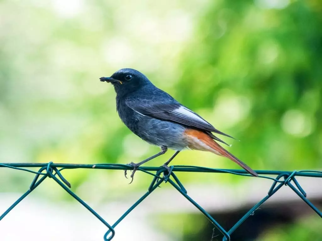 Tá an redstart dubh in ann crochadh san aer ar feadh tamaill, cosúil le cromán.