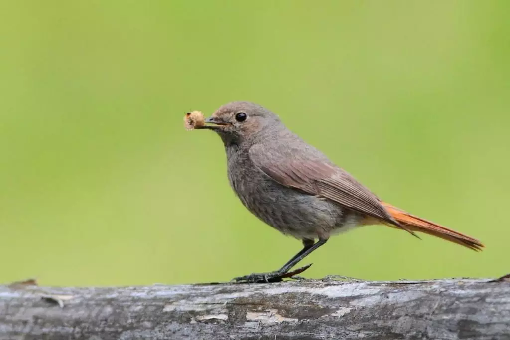 सर्वात लक्षणीय परिभाषित वैशिष्ट्य ज्यामुळे पक्ष्याला असे नाव आहे ते एक चमकदार लाल वरची पूंछ आणि एक शेपूट आहे जी सतत मुरगळते.