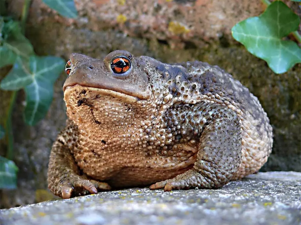 Gray toad ma ọ bụ toad nkịtị - nke kachasị n'etiti toads Europe