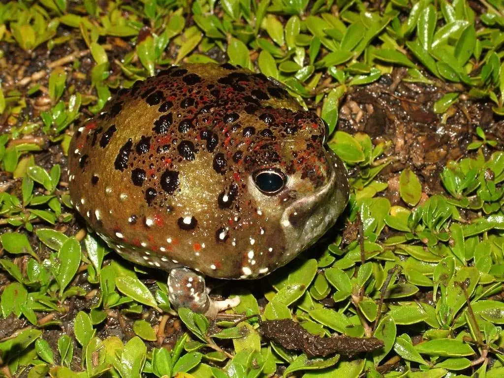 Mit Beginn der Trockenzeit graben sich diese Amphibien tief unter die Erde und kommen mit dem Auftreten von Regen an die Oberfläche.