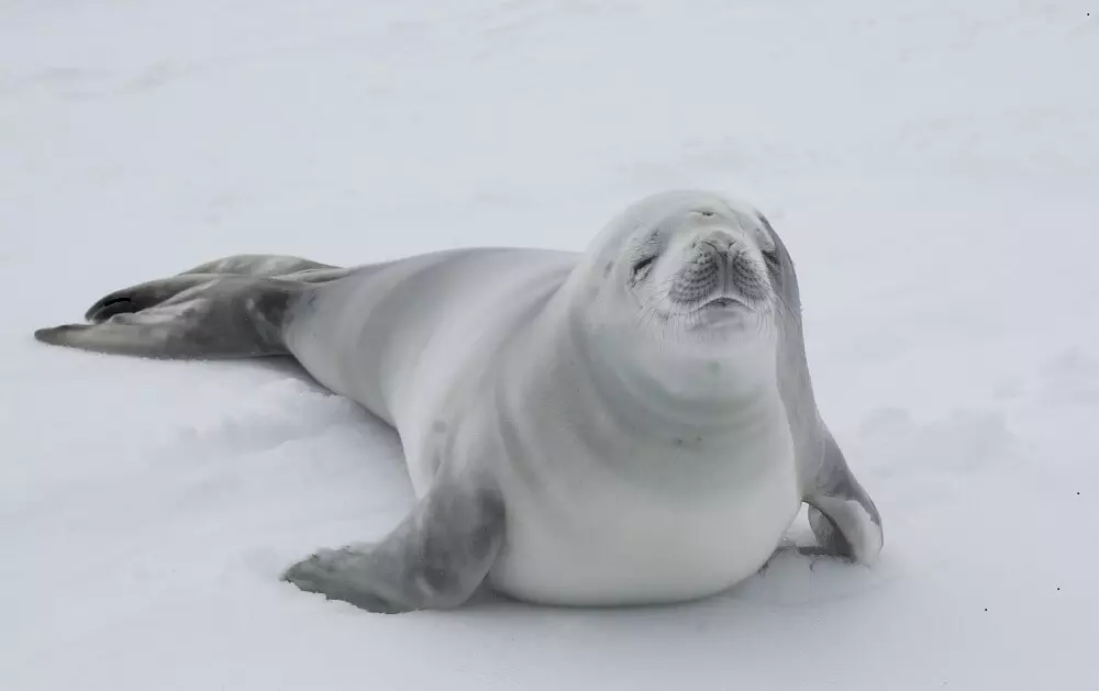 Crabeater seal