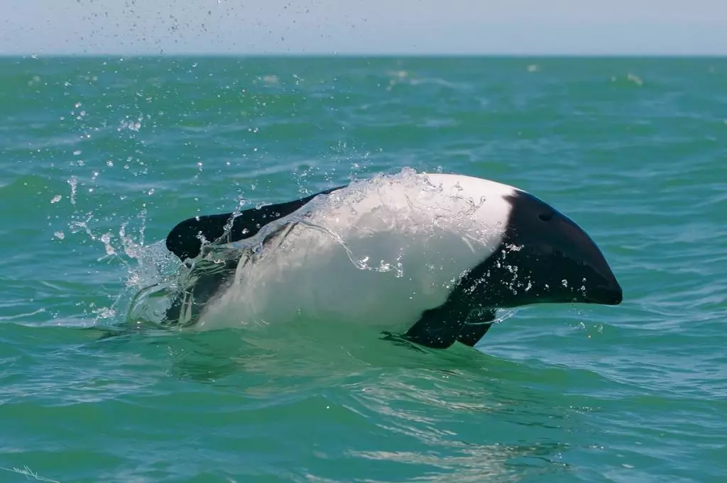 Delfin ta 'Commerson (Cephalorhynchus commersonii).