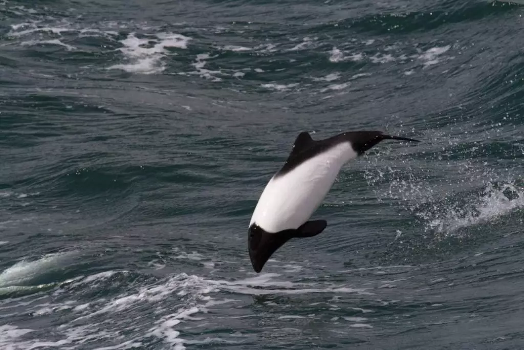 Iyo Commerson dolphin ine chimiro chakasiyana chemuviri, ine musoro mutema, huro chena, uye dorsal fin.