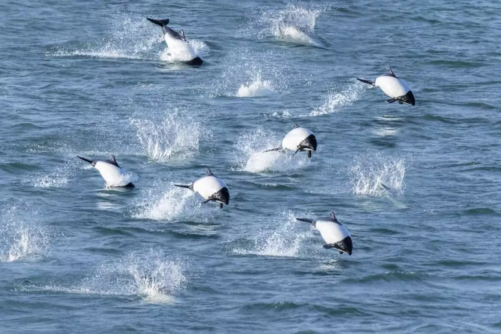 Os golfinhos-pintados são mamíferos muito ativos, eles adoram nadar rapidamente na superfície e pular para fora da água.