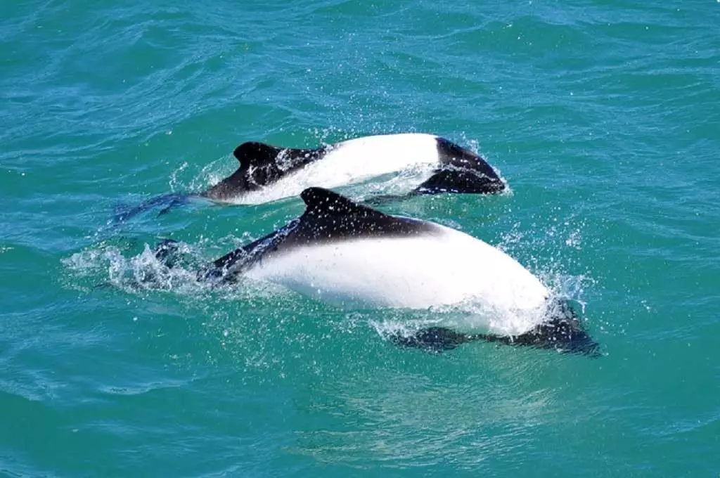 Pinaagi sa paglangoy pataas ug paubos, ang lainlain nga mga dolphin mas makasubay sa ilang biktima.