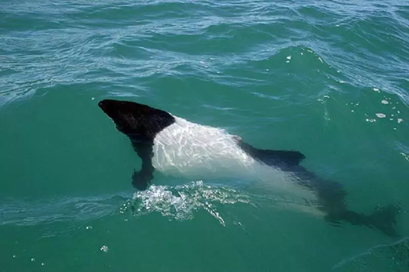 En la naturaleza, los delfines de Commerson viven unos 10 años.