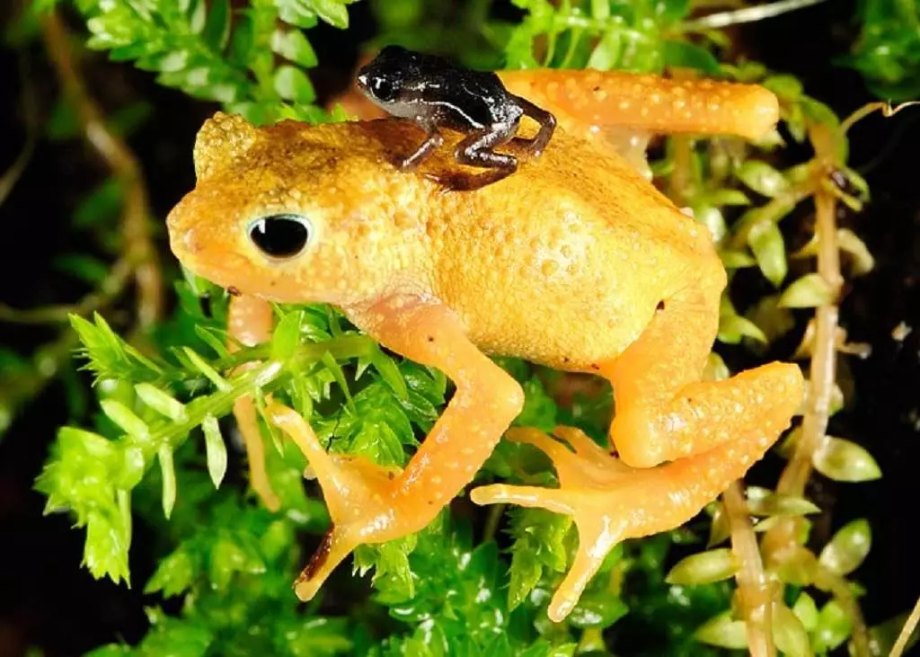 Today, the archer toad can be seen in some zoos, but in the wild this species has disappeared.
