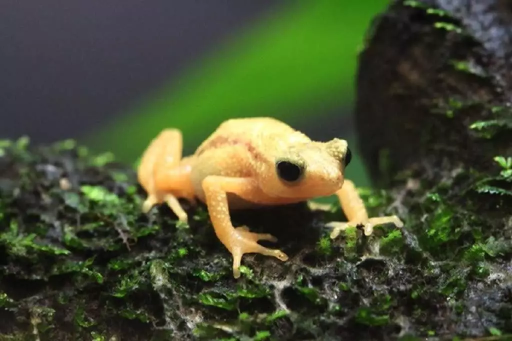 The Archer Toad is endemic to the Kihansi Falls of the East Mountain in Tanzania.