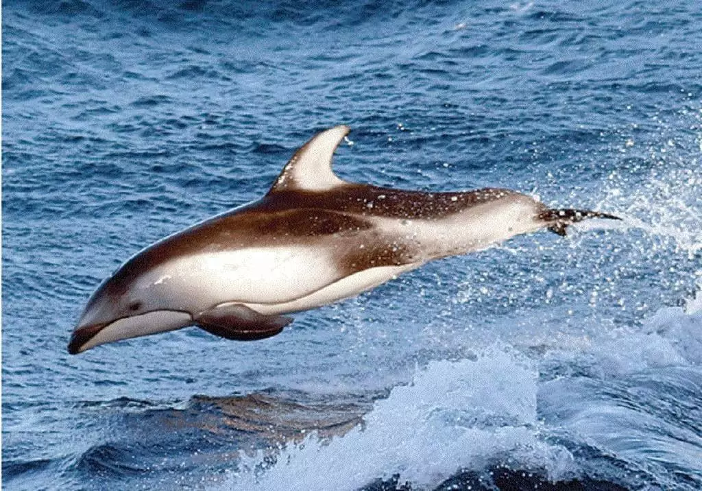 Чорні дельфіни зустрічаються тільки біля узбережжя Чилі, місцеві називають їх «Tunina».