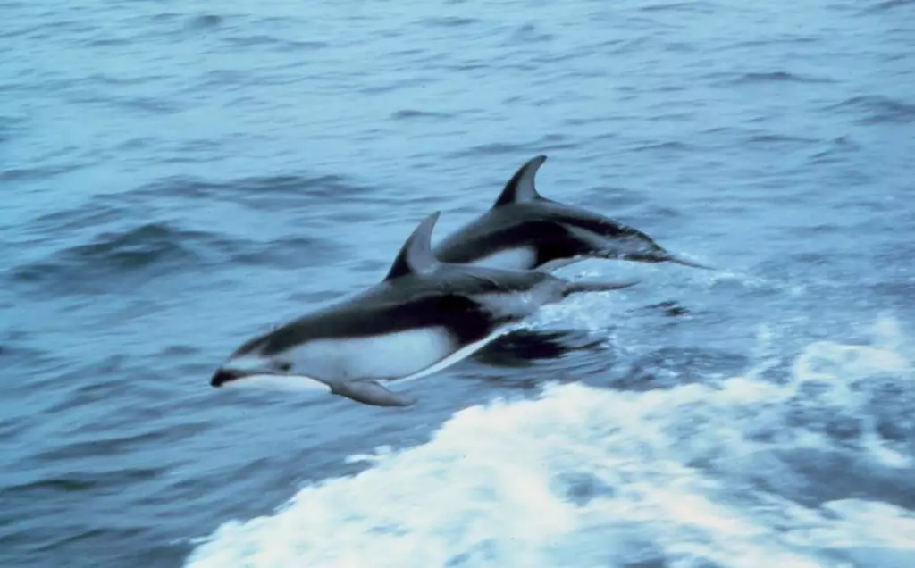 Quel que soit le nombre de cette espèce, le dauphin à ventre blanc est endémique des côtes chiliennes.