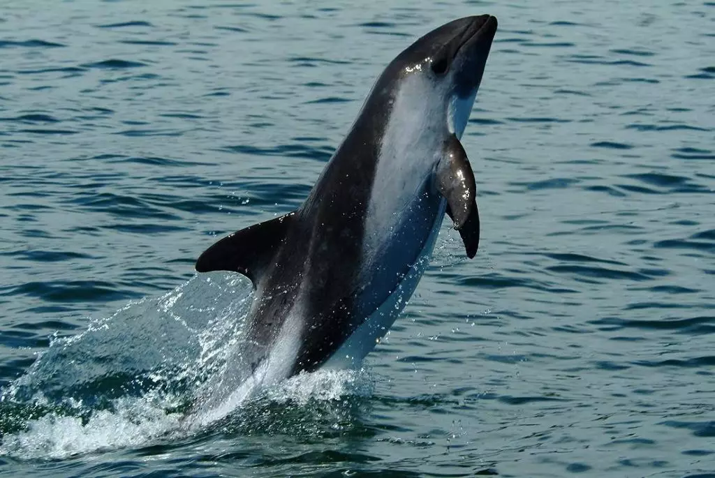 Tavaliselt hoiavad need delfiinid väikestes karjades - 2 kuni 10 isendit.
