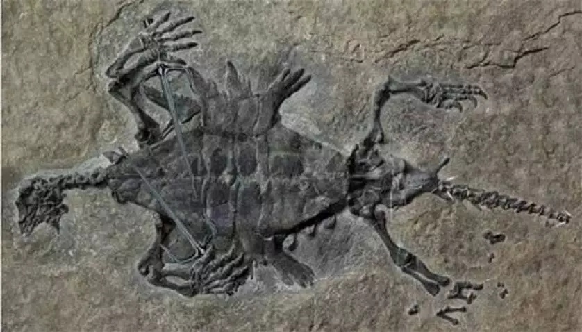 Одонтохелис - древен изумрен вид желки