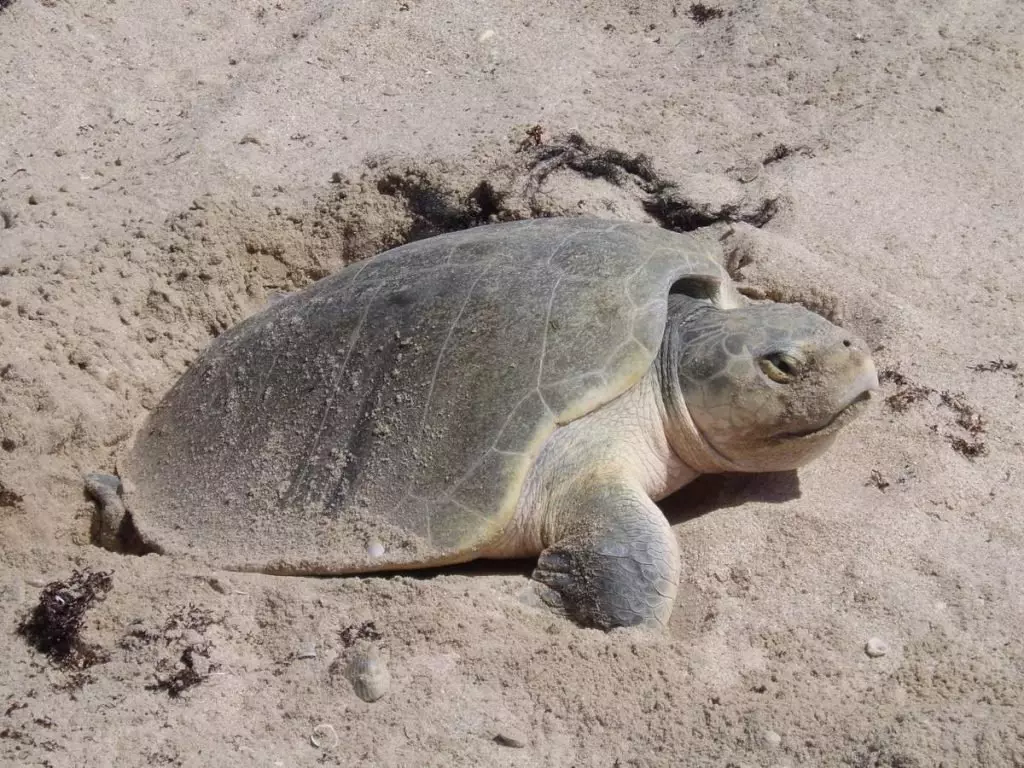 I-Atlantic Ridley (Lepidochelys kempii).