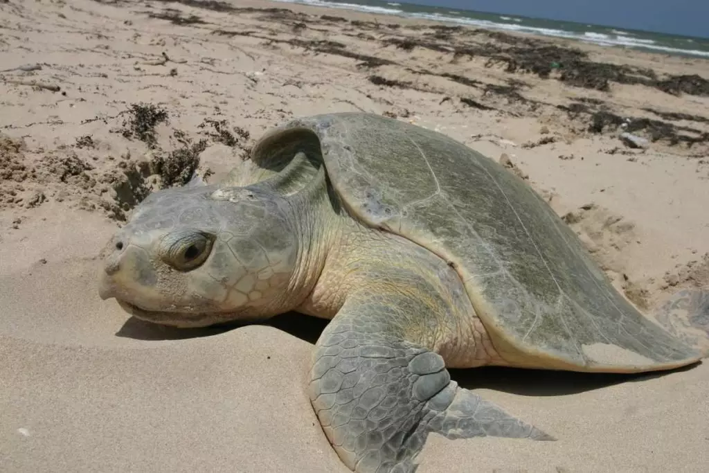 Indyo ya Atlantike ya ruguru irimo: udusimba, molluscs, imyumbati yo mu nyanja, korali, jellyfish, nibindi.