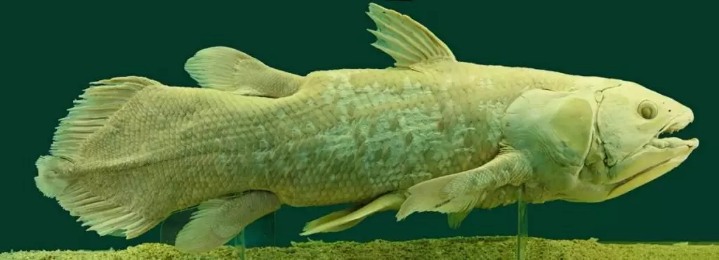 Coelacanth - et levende "fossil"