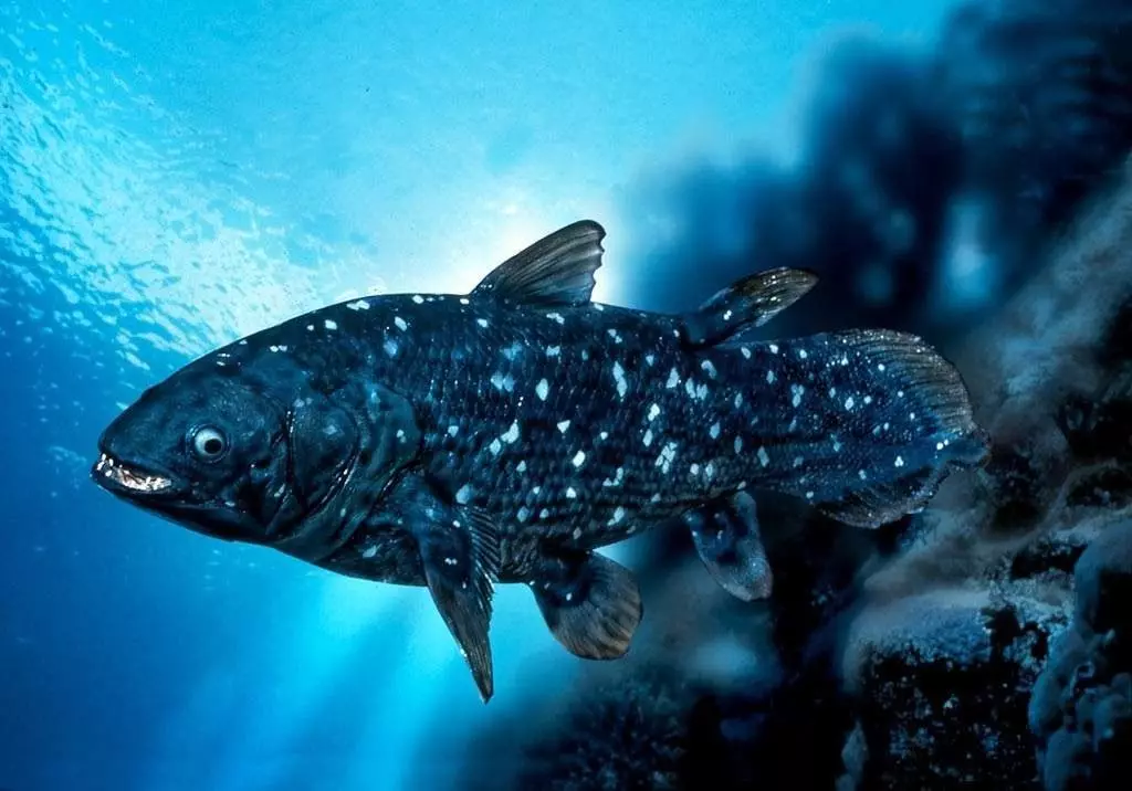 Til dato er der kun to typer coelacanths, der har overlevet til i disse dage.