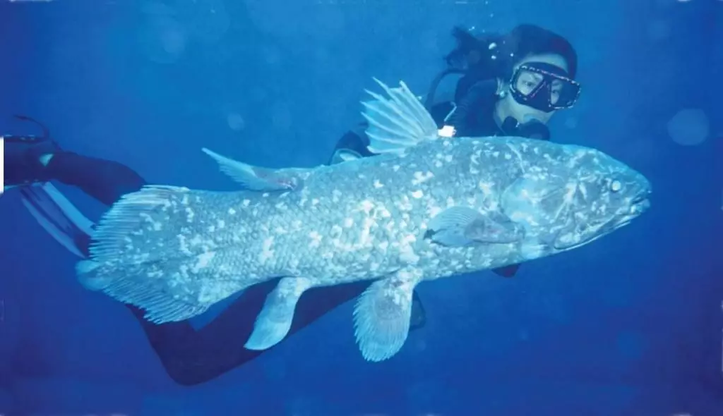 Coelacanth kød - uegnet til forbrug på grund af den store mængde flydende fedt og modbydelig lugt.