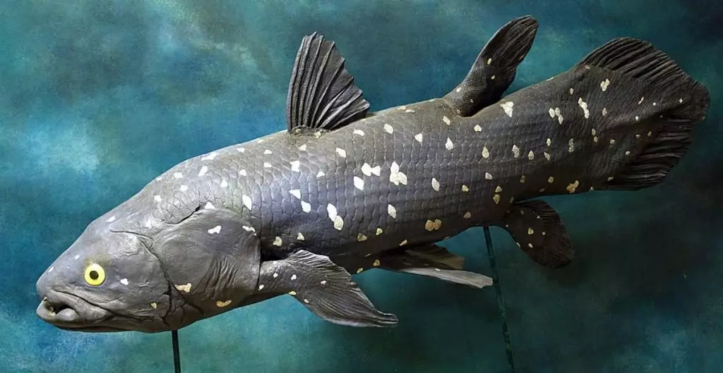 Coelacanth har mange træk til fælles med bruskfisk.