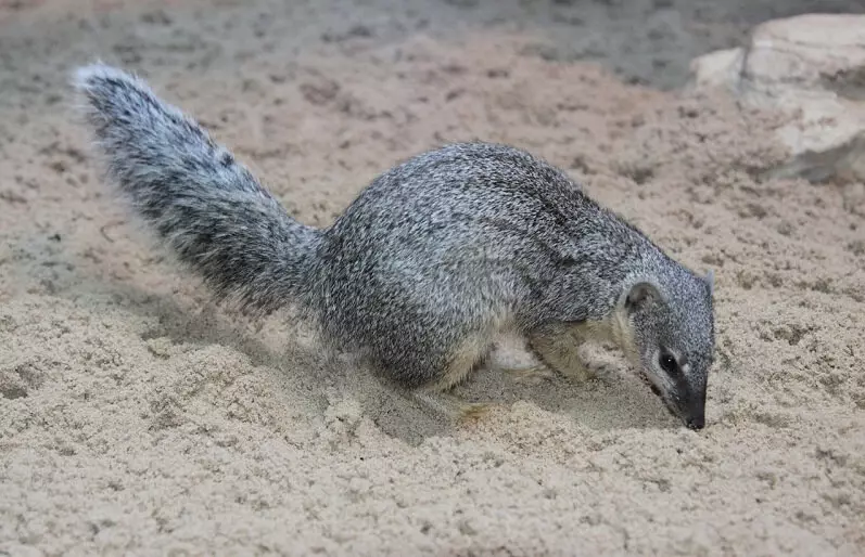 Malagasy nqaim-qhab mongoose