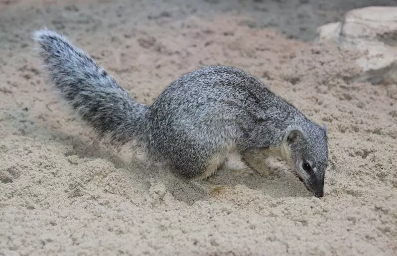 Malagasy mongoose-band-band