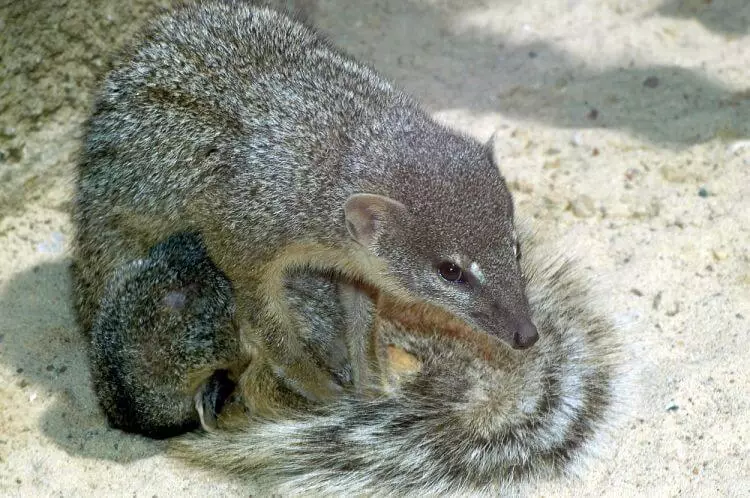 Cov cim sab nrauv ntawm Malagasy nqaim-band mongoose